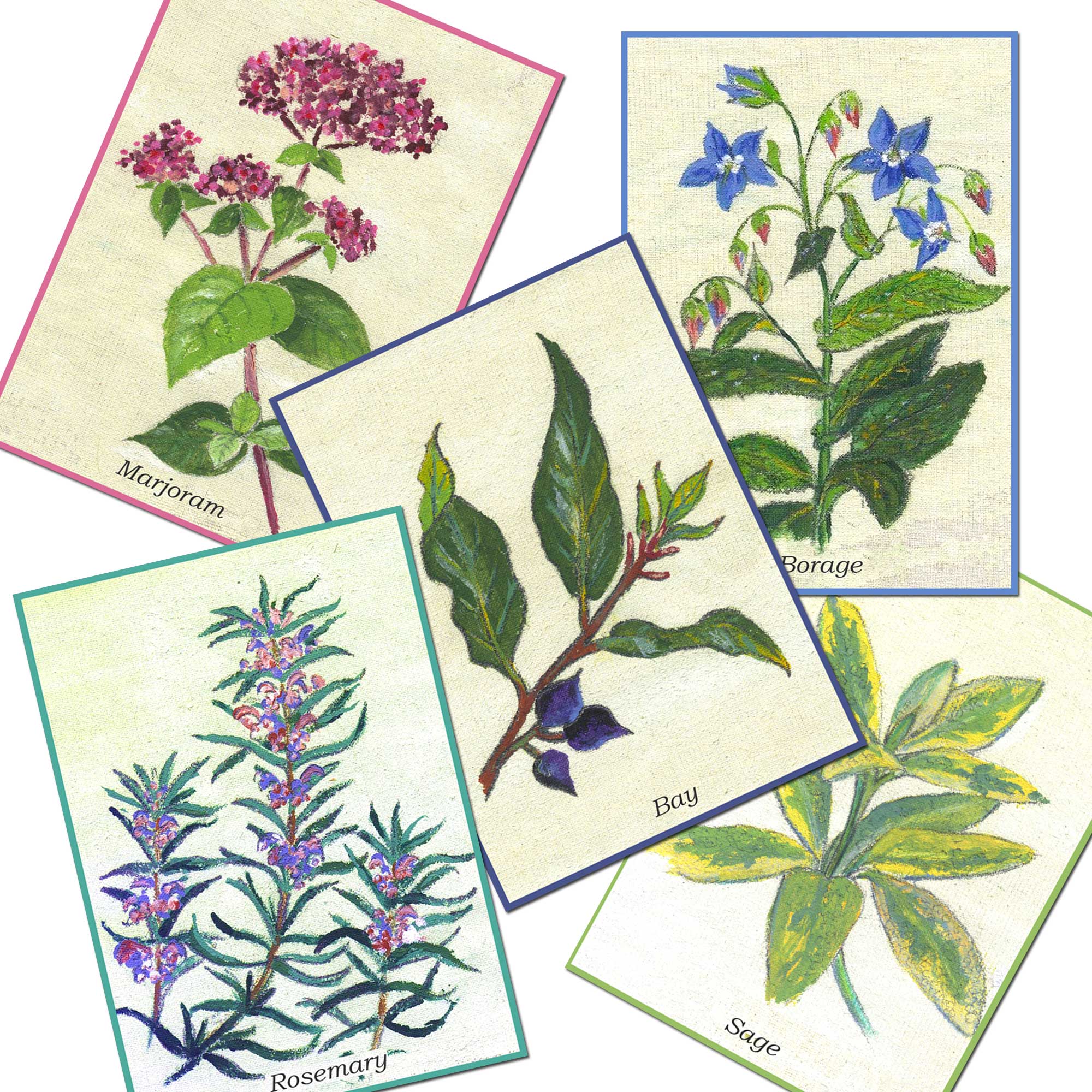 Herb Garden Postcards Set of 5 - Botanical Art Note Card
