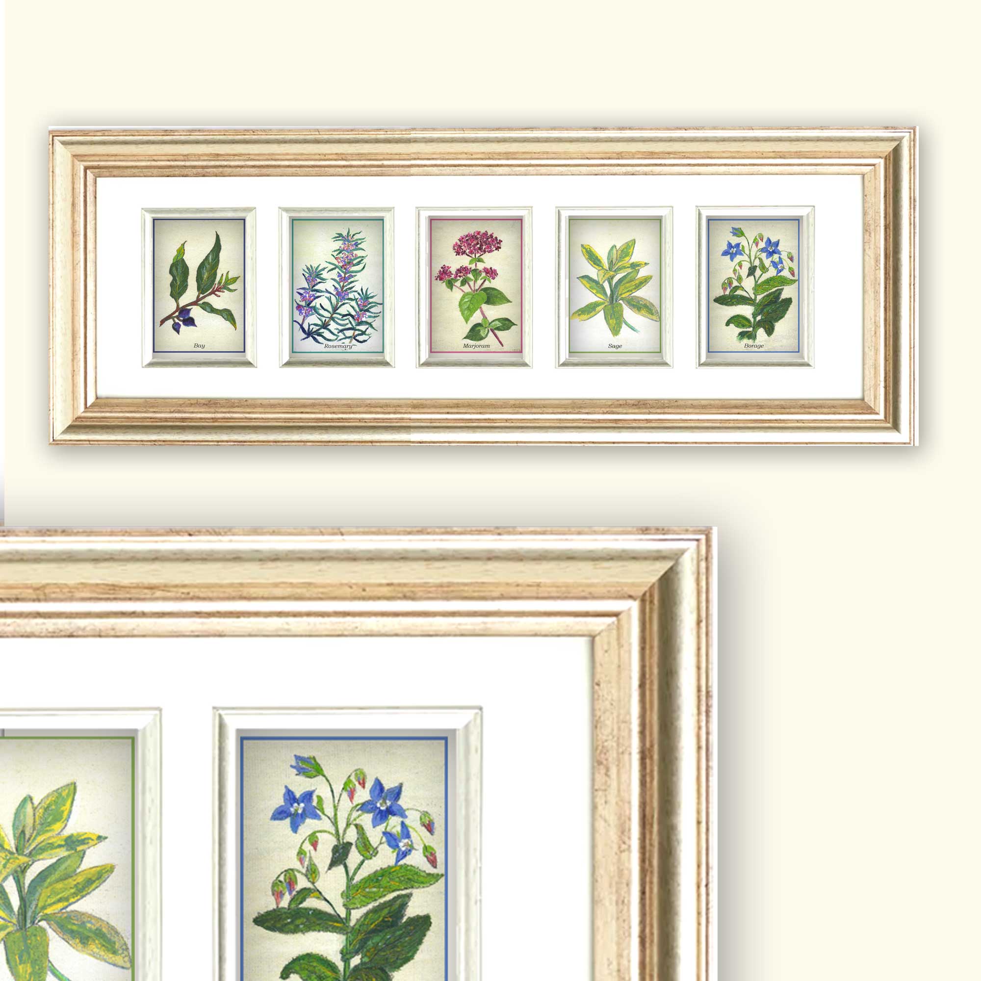 Herb Garden Postcards Set of 5 - Botanical Art Note Card
