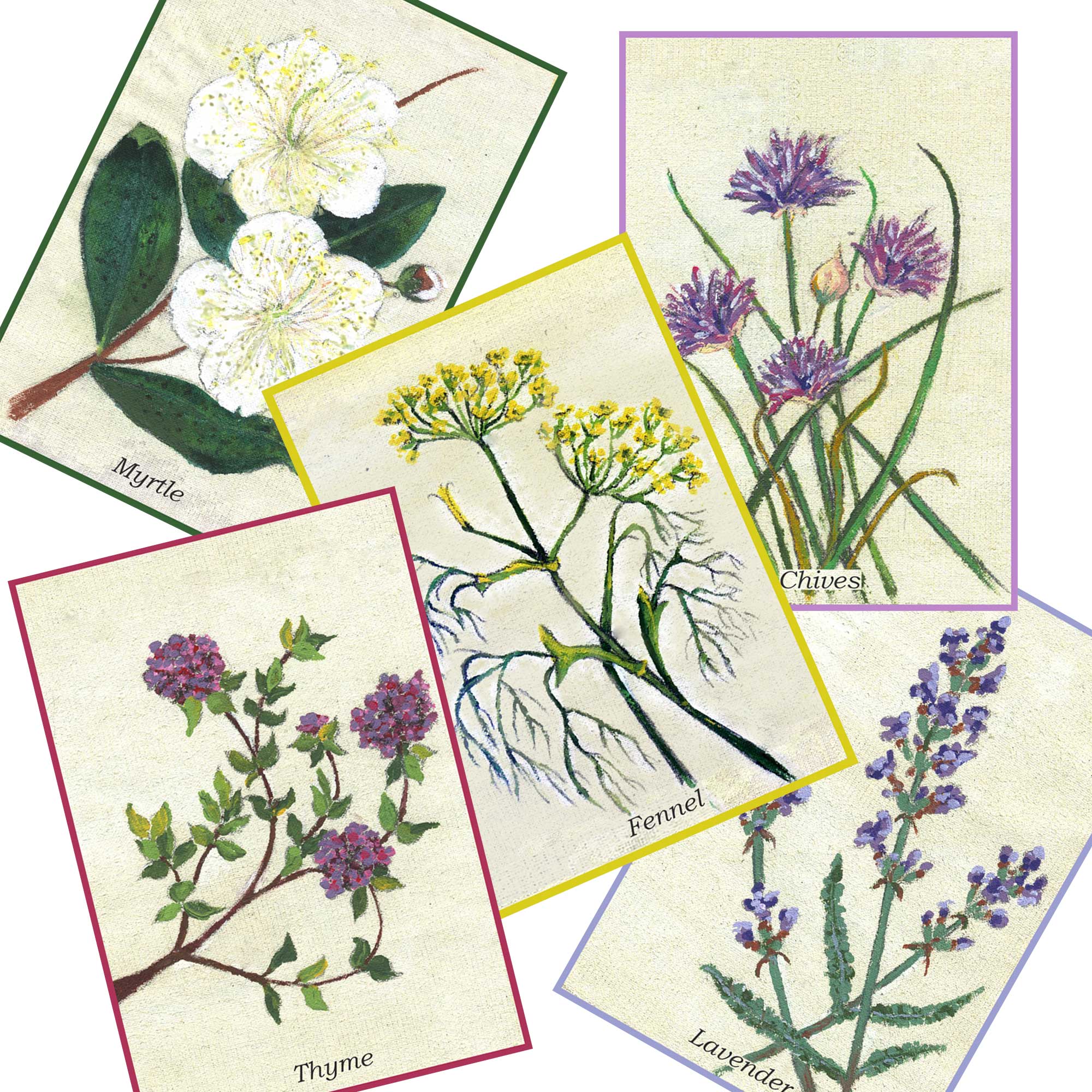 Herb Garden Postcards Set of 5 - Botanical Art Note Card